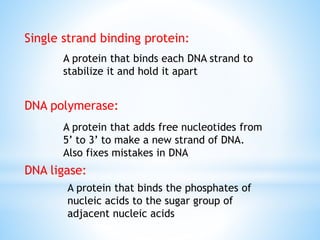 Dna replication | PPT