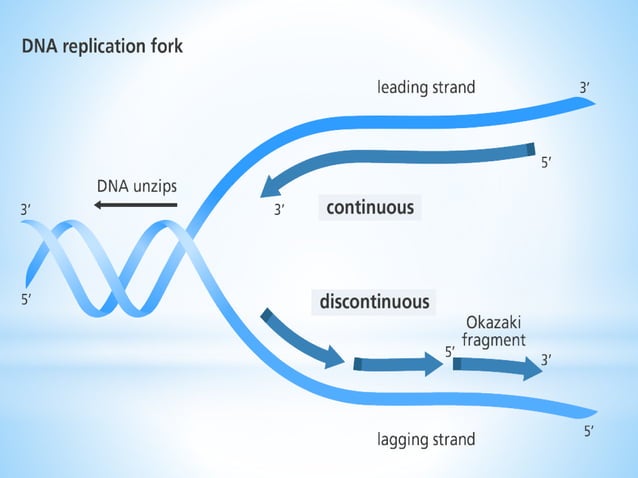 Dna replication | PPTX