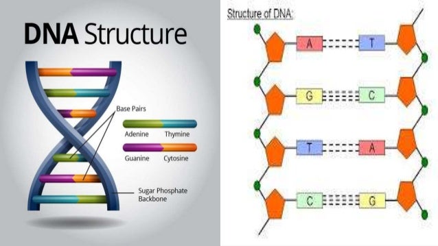 Dna replication