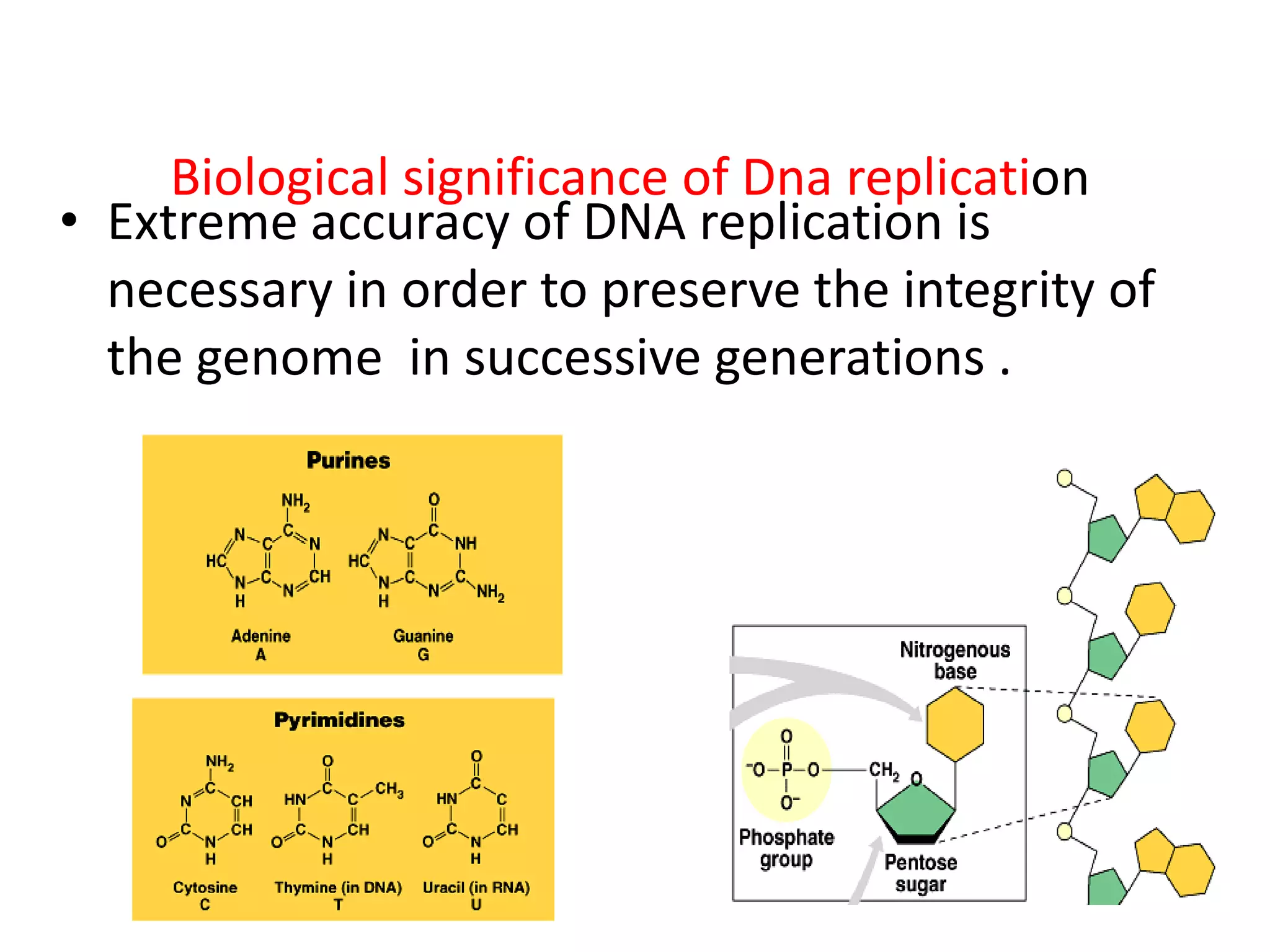 Dna replication JNVU | PDF