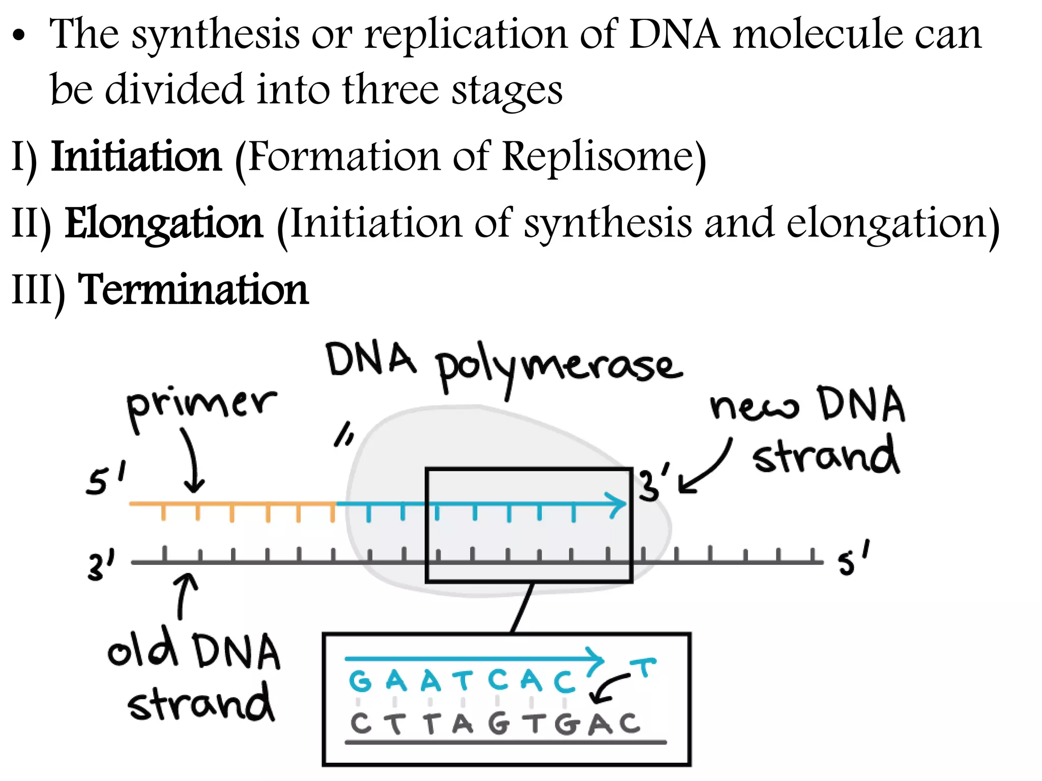 DNA replication in prokaryotes | PPTX