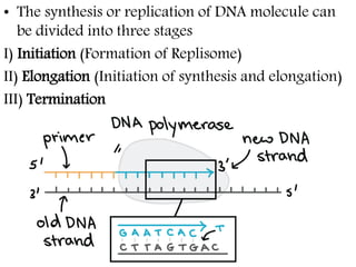 DNA replication in prokaryotes | PPT