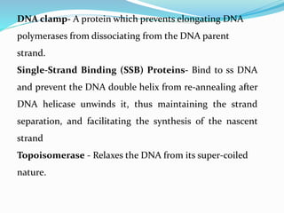 DNA Replication | PPT