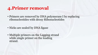 Dna replication | PPTX