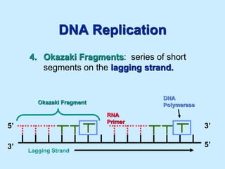 Dna replication | PPTX