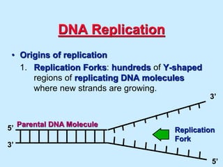 Dna replication | PPTX