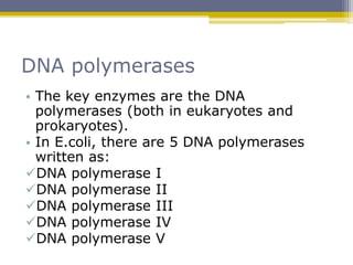 Dna replication | PPT
