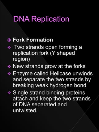 Dna replication | PDF