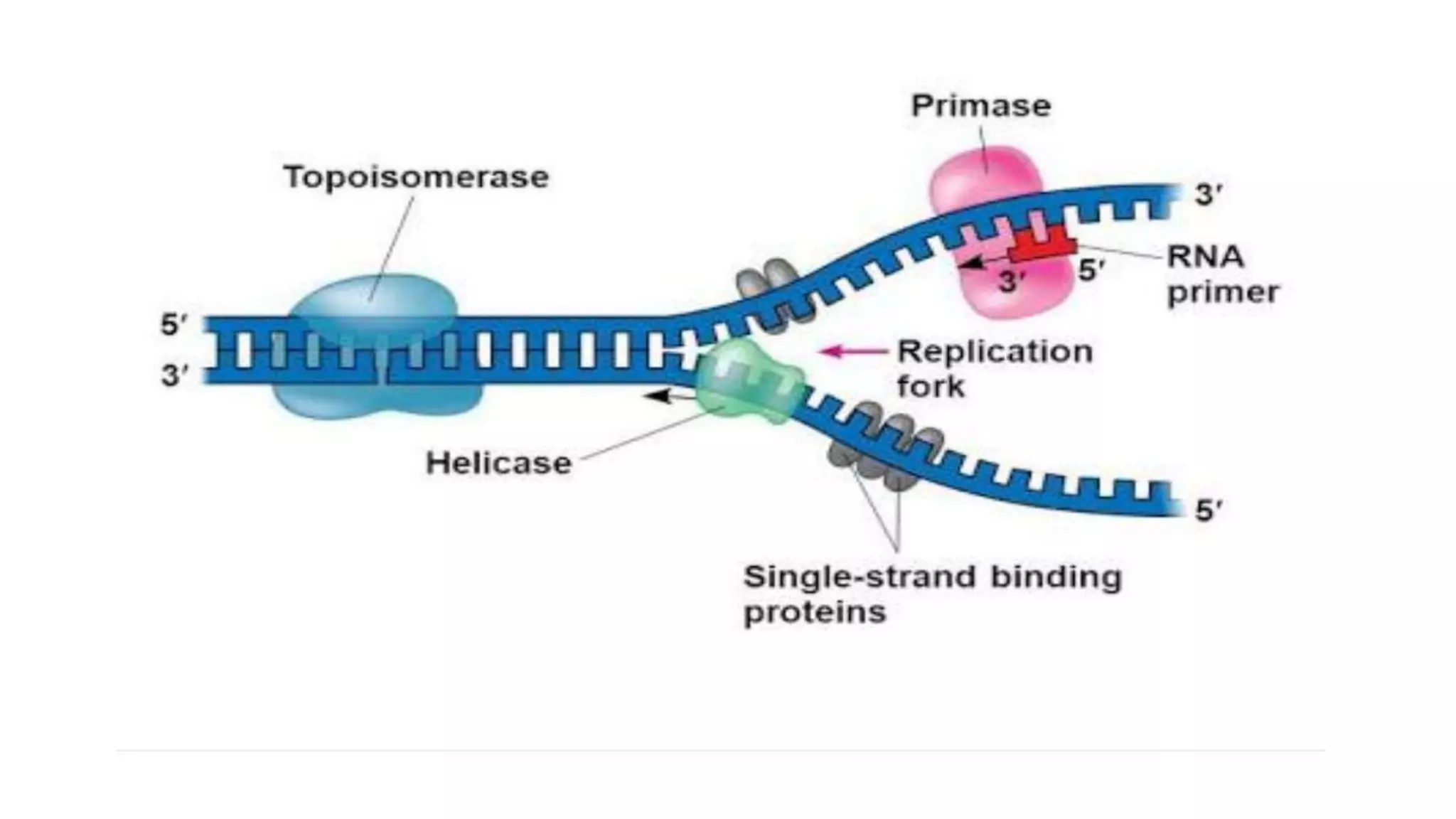 Replication of DNA | PPTX
