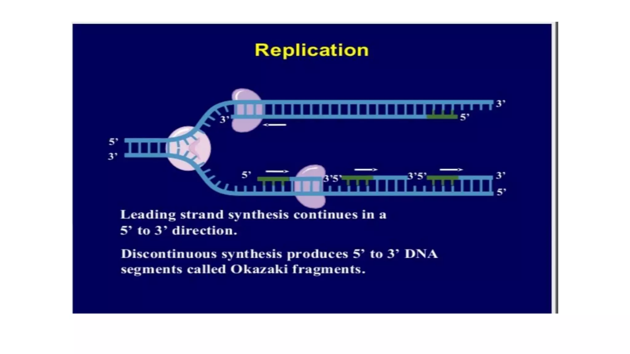 Replication of DNA | PPTX