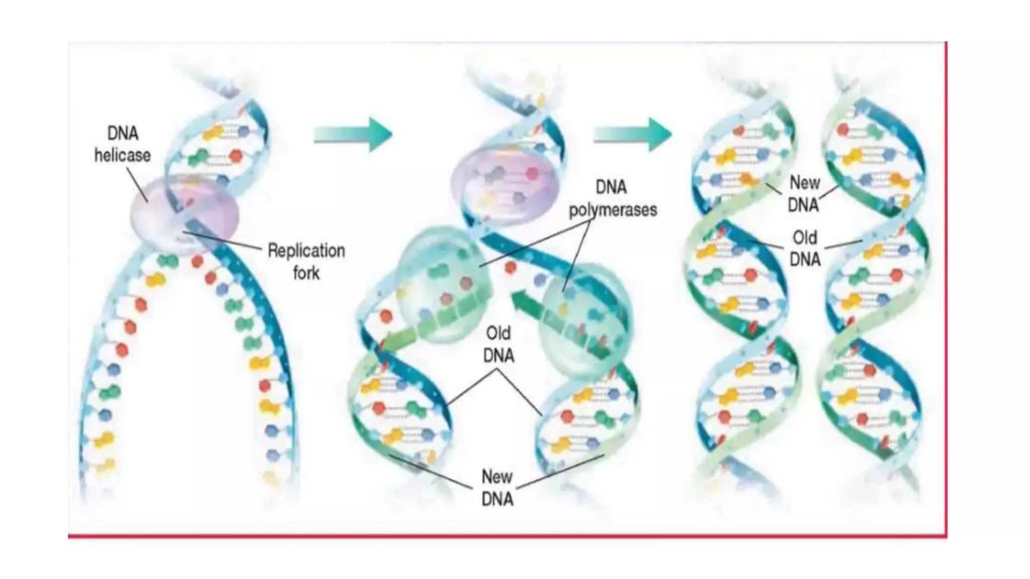 Replication of DNA | PPTX