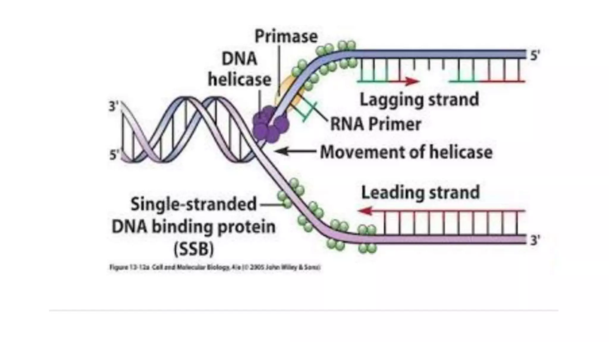 Replication of DNA | PPTX