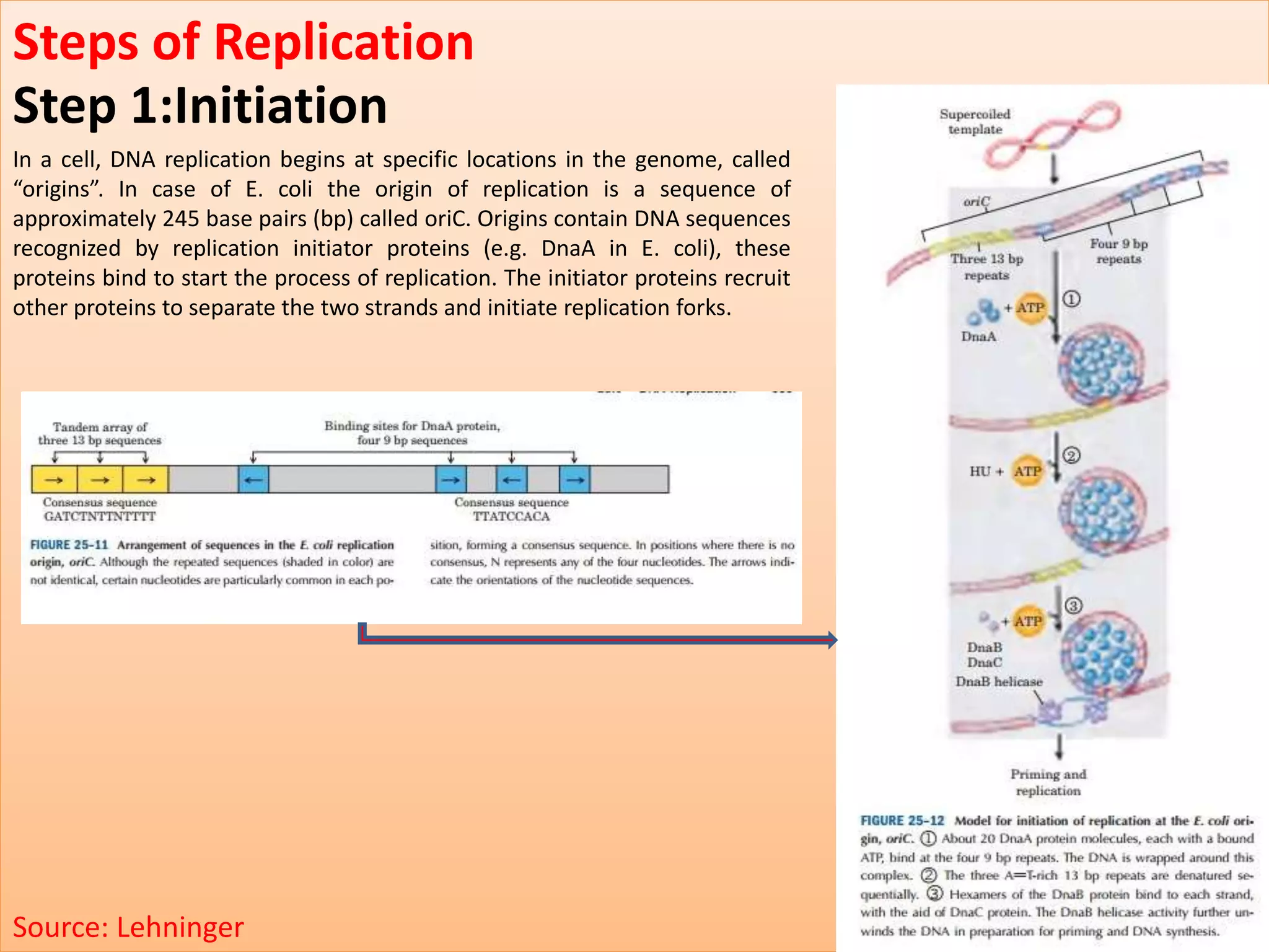 DNA replication in Prokaryotes | PPT