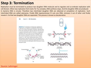 DNA replication in Prokaryotes | PPT