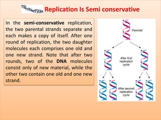 DNA replication in Prokaryotes | PPT
