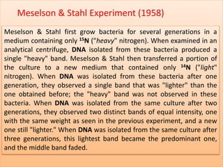 DNA replication in Prokaryotes | PPT