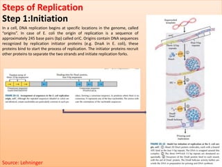 DNA replication in Prokaryotes | PPT