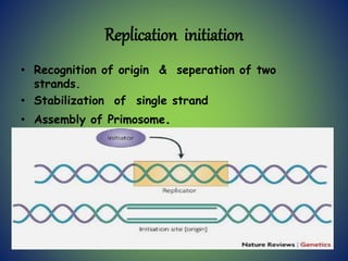 Dna replication | PPTX
