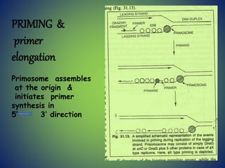 Dna replication | PPTX