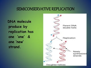 Dna replication | PPTX
