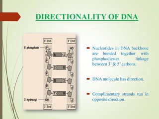 Dna replication. | PPT