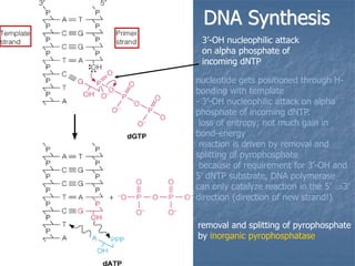 Pyrophosphate Dna Replication