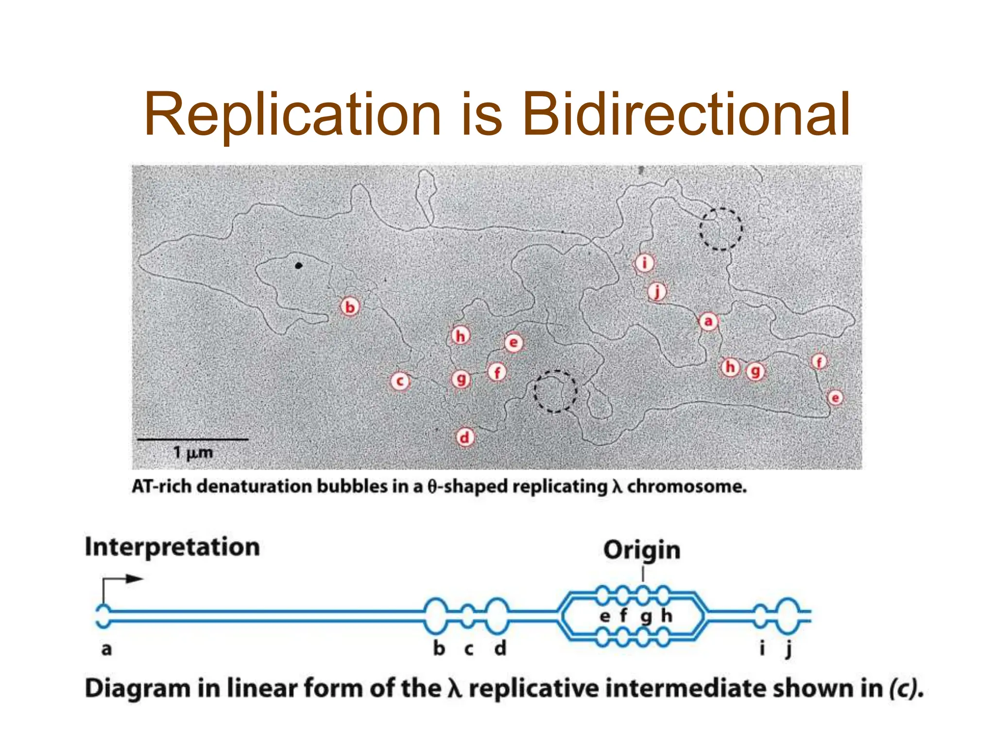 DNA Replication-2 in prokaryotes and eukaryotes.ppt | Biological ...