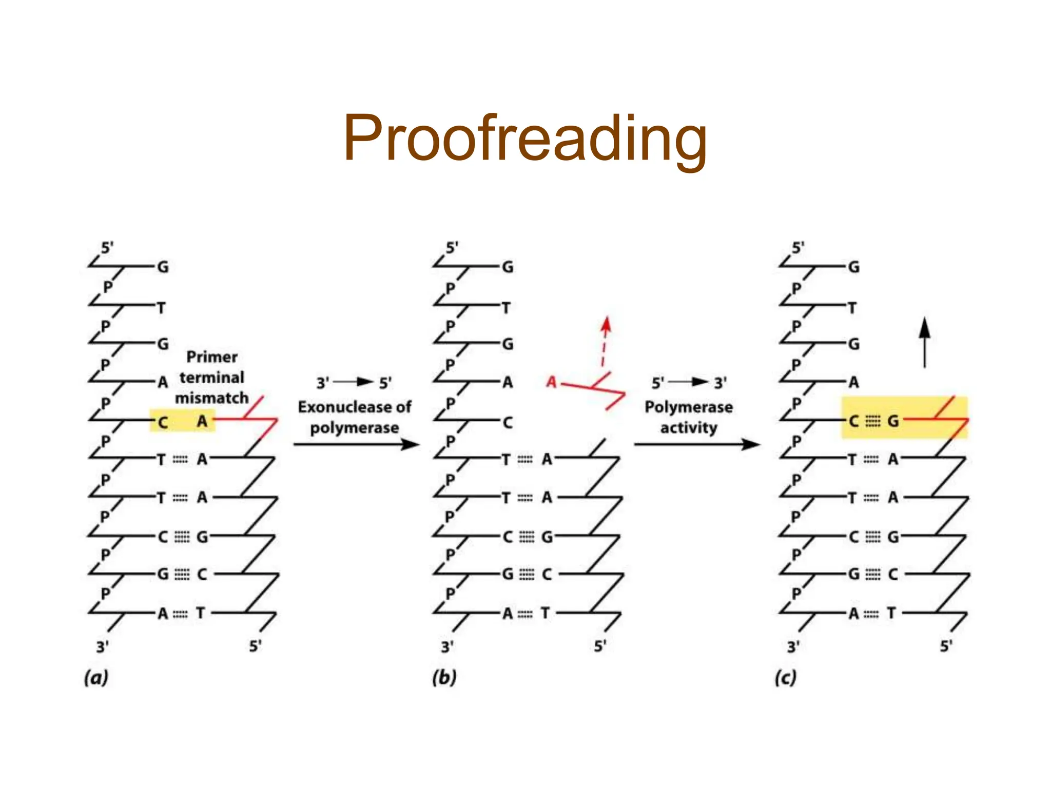 DNA Replication-2 in prokaryotes and eukaryotes.ppt | Biological ...