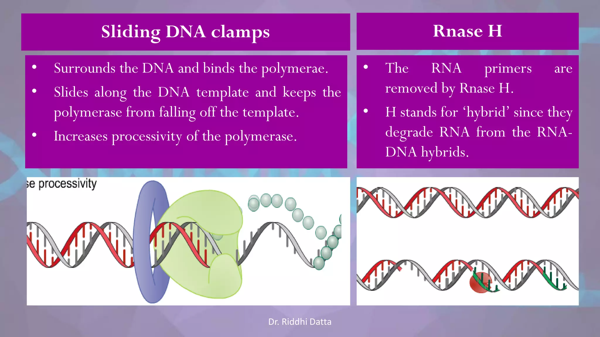 Basics of DNA Replication | PDF | Biological Sciences | Science