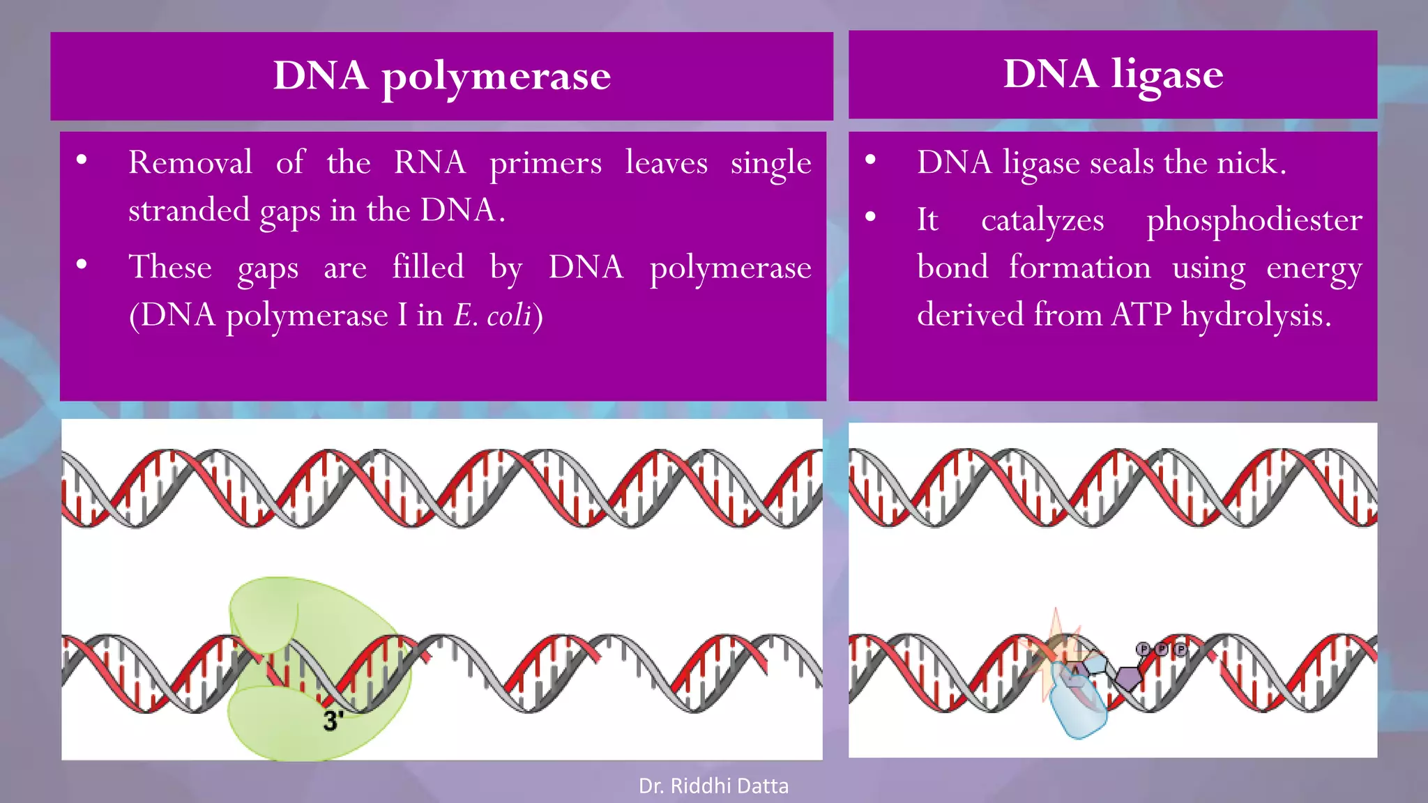 Basics of DNA Replication | PDF