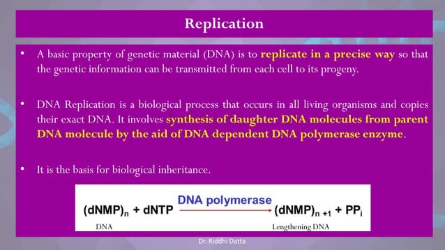 Basics of DNA Replication | PDF | Biological Sciences | Science