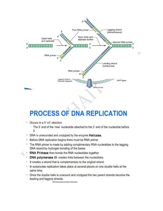 DNA REPLICATION | PDF | Chemistry | Science