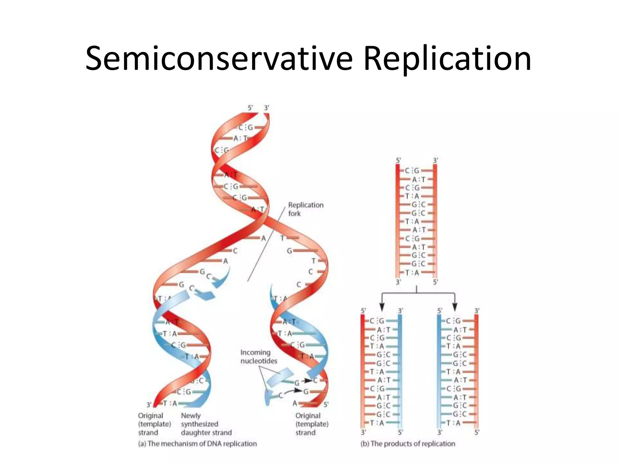 DNA replication | PPT