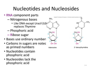 DNA Replication | PPTX