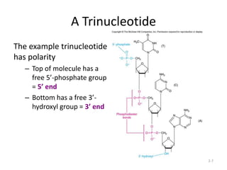 DNA Replication | PPTX | Chemistry | Science