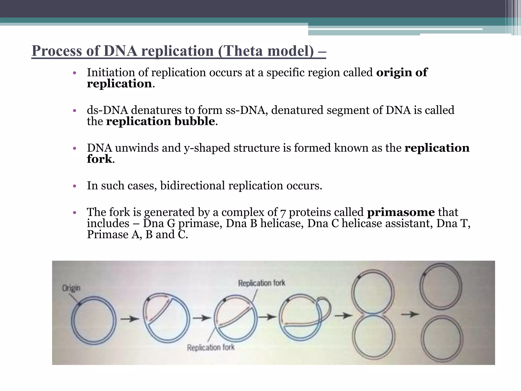 DNA replication | PPTX