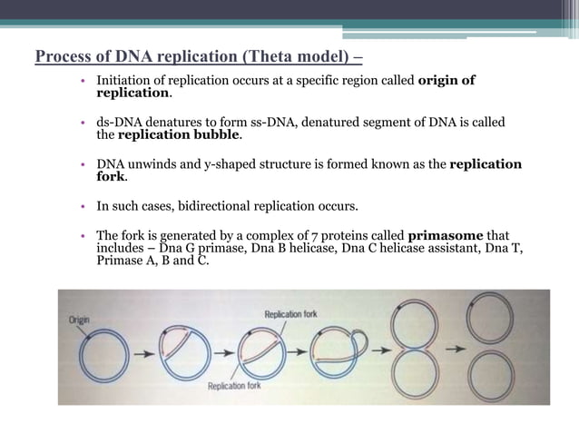 DNA replication | PPTX | Biological Sciences | Science