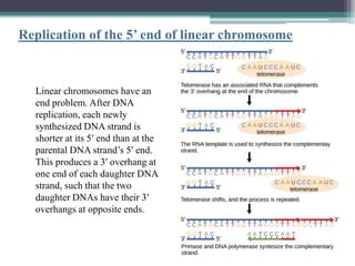 DNA replication | PPTX