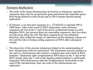 DNA replication | PPTX