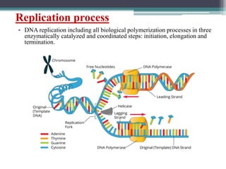 DNA replication | PPTX