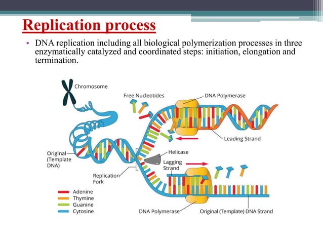 DNA replication | PPTX | Biological Sciences | Science