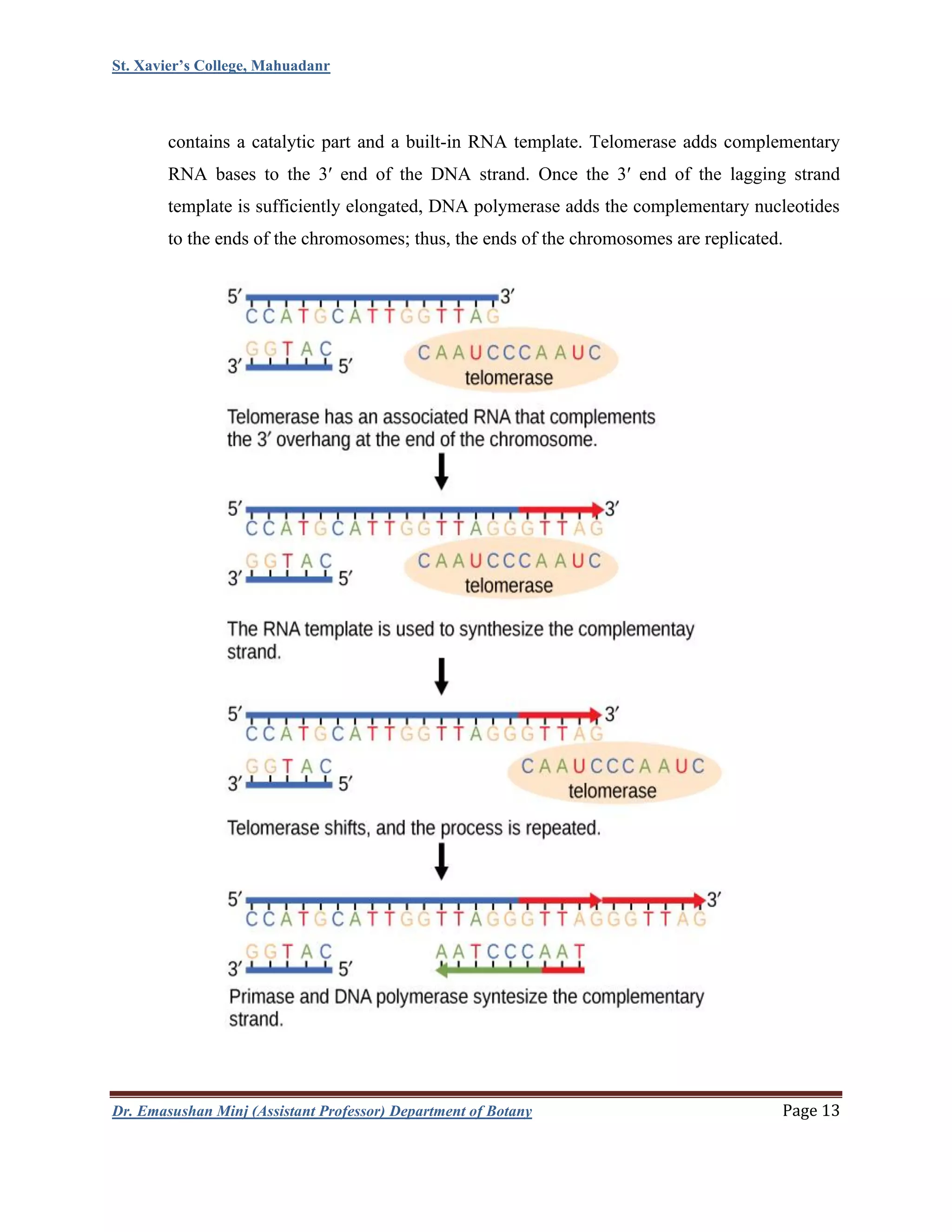 DNA replication | PDF