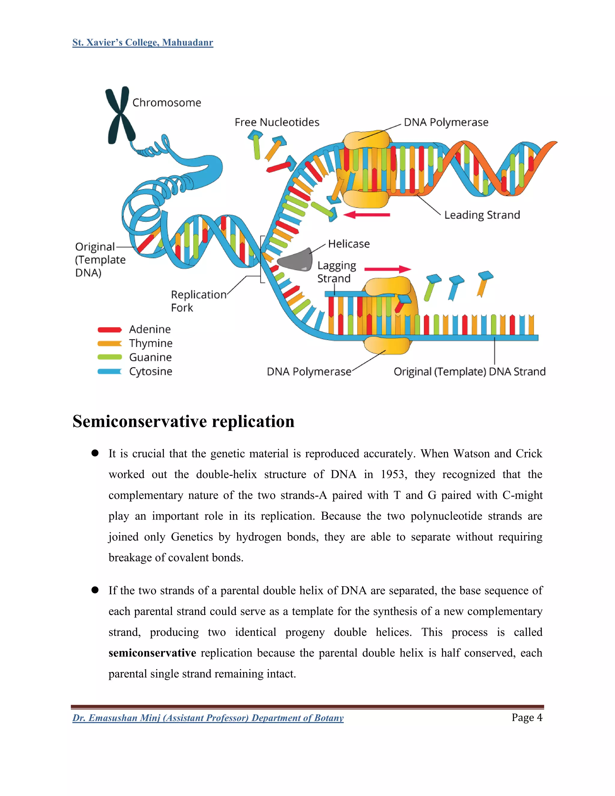 DNA replication | PDF