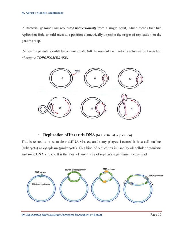 DNA replication | PDF