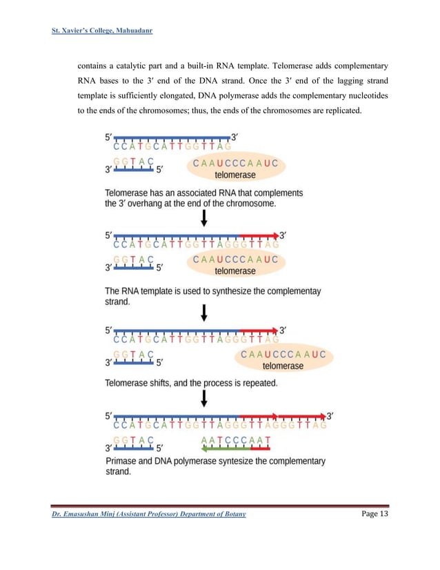 DNA replication | PDF