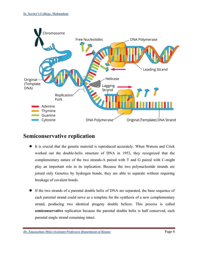 DNA replication | PDF