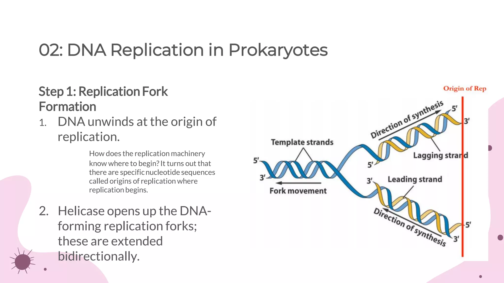 Dna replication | PDF