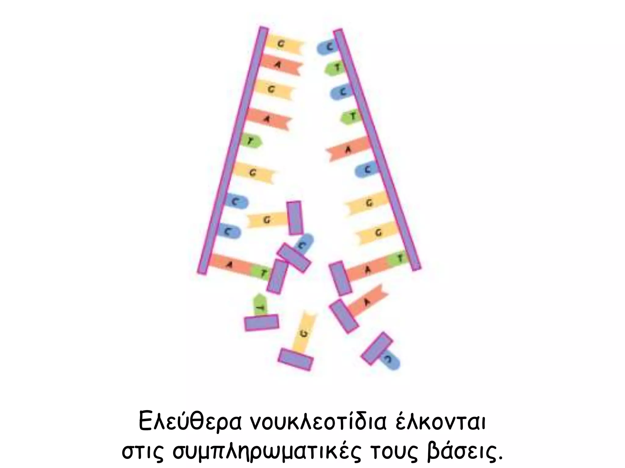 Αντιγραφή του DNA | PPTX
