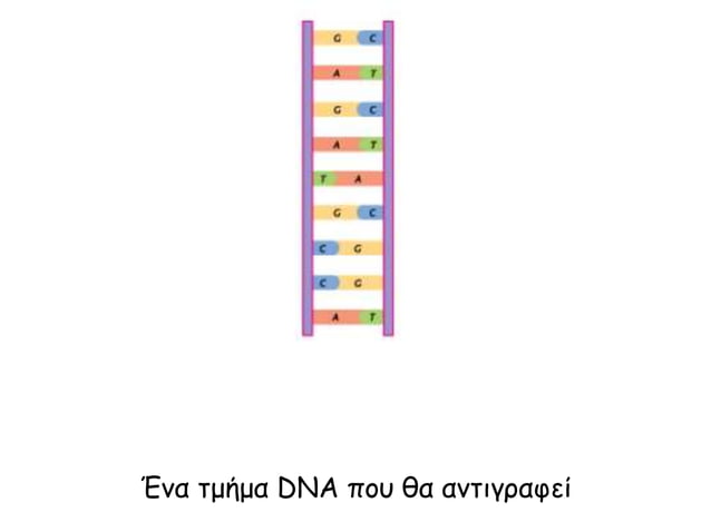 Αντιγραφή του DNA | PPTX