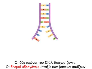 Αντιγραφή του DNA | PPTX